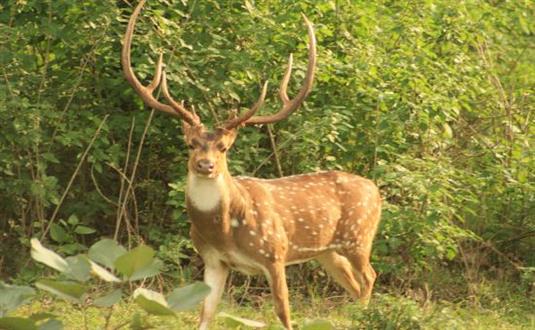 Dibang Wildlife Sanctuary tour with Antilog Vacations at Arunachal ...