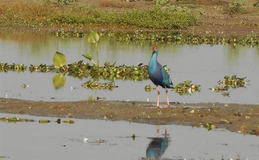 Birding at maguri-motapung beel at Maguri bill tour with Antilog ...