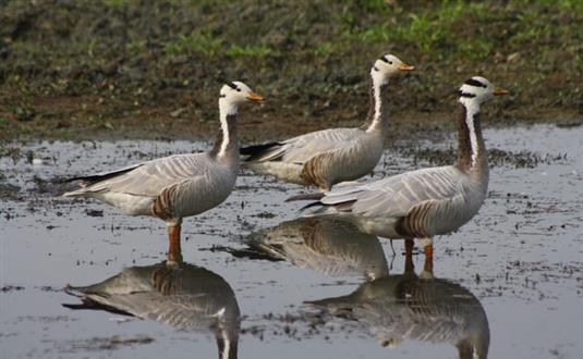 Birding at maguri-motapung beel at Maguri bill tour with Antilog ...