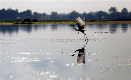 Birding at maguri-motapung beel at Maguri bill tour with Antilog ...