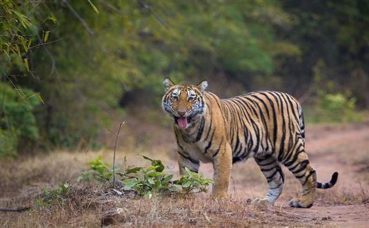 Intanki Wildlife Sanctuary tour with Antilog Vacations at Nagaland ...