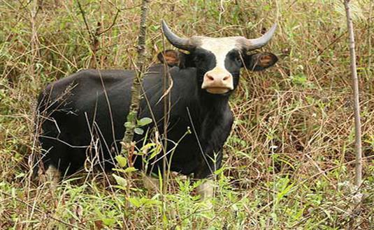 Intanki Wildlife Sanctuary tour with Antilog Vacations at Nagaland ...