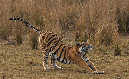 Netidhopani Watch Tower tour with Antilog Vacations at Sundarbans North ...