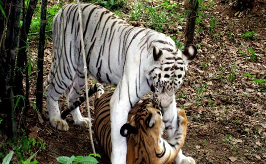 Netidhopani Watch Tower tour with Antilog Vacations at Sundarbans North ...
