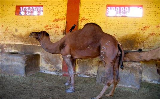 National Research Centre on Camel tour with Antilog Vacations at ...