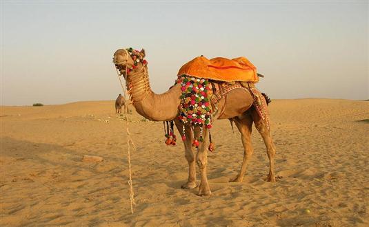 Desert Nation Park tour with Antilog Vacations at Jaisalmer Rajasthan