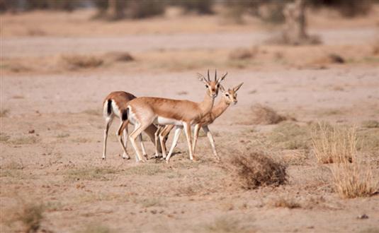 Desert Nation Park tour with Antilog Vacations at Jaisalmer Rajasthan