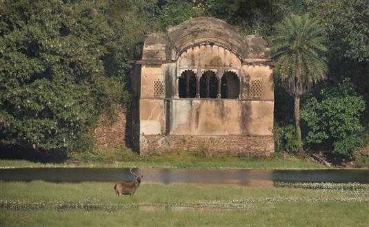 Raj Bagh-ruins tour with Antilog Vacations at Ranthambore Rajasthan