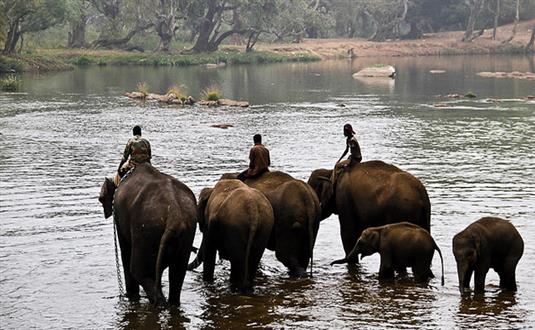 Dubare Elephant Camp tour with Antilog Vacations at Coorg South India