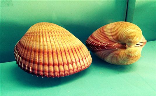 India Seashell Museum tour with Antilog Vacations at Mahabalipuram ...