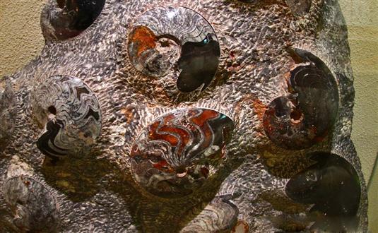 India Seashell Museum tour with Antilog Vacations at Mahabalipuram ...