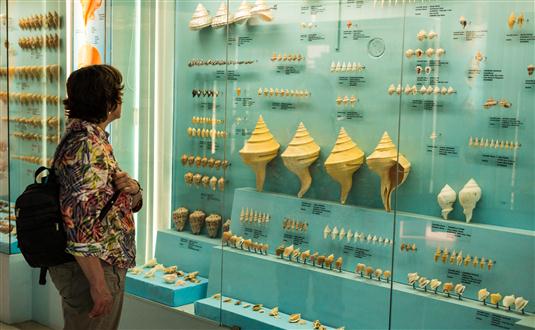 India Seashell Museum tour with Antilog Vacations at Mahabalipuram ...