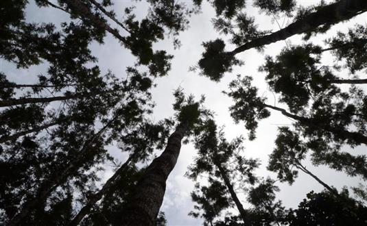 Kottachedu Teak Forest tour with Antilog Vacations at Yercaud South India