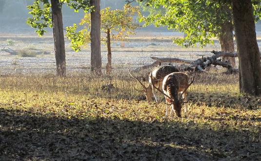 Rajaji National Park tour with Antilog Vacations at Haridwar Uttarakhand