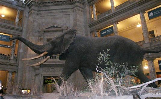 Elephant Museum tour with Antilog Vacations at Bali Bali