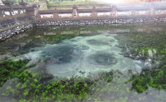 Holy Spring Water temple tour with Antilog Vacations at Bali Bali
