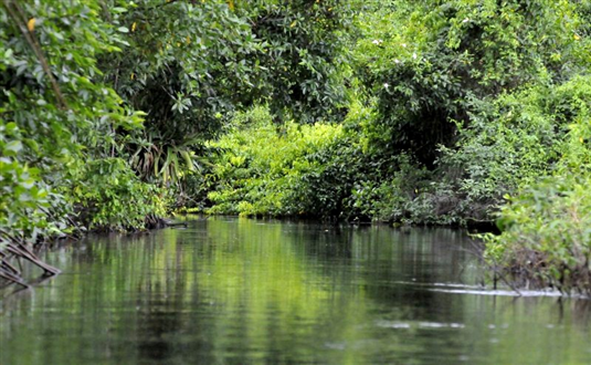 Nariva Swamp tour with Antilog Vacations at Trinidad Caribbean