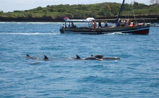 Mombasa Boat Rides: Swim with Dolphins tour with Antilog Vacations at ...