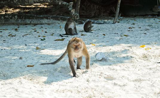 Monkey Beach tour with Antilog Vacations at Penang Malaysia
