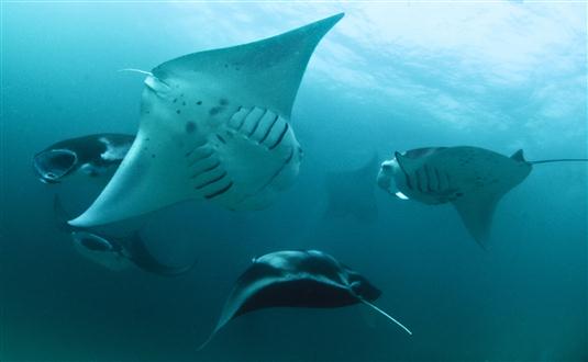 Manta Point tour with Antilog Vacations at Maldives Maldives