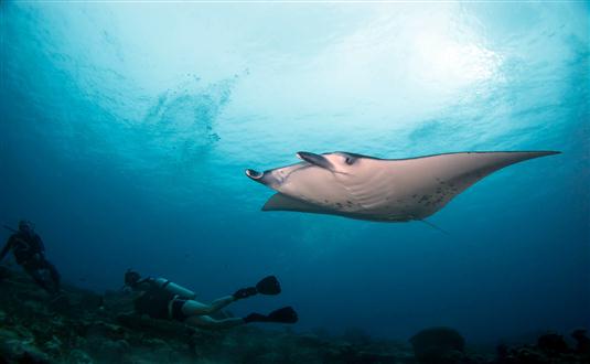 Manta Point tour with Antilog Vacations at Maldives Maldives