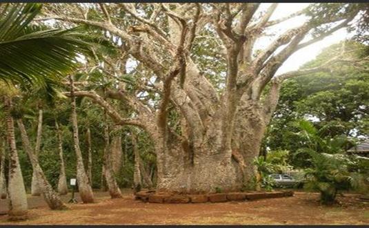 Pamplemousses Garden tour with Antilog Vacations at Mauritius Mauritius