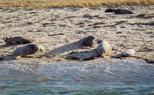 Muskeget Island tour with Antilog Vacations at Nantucket USA